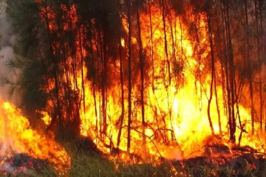 Heatwave impacts Australia, forest fires devastate Victoria state ...